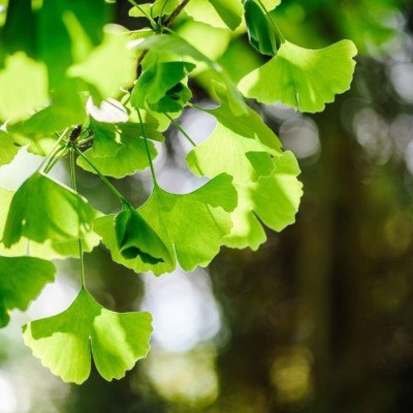 Best of d'été 20 : Le Ginkgo : un survivant du passé devenu le symbole ...